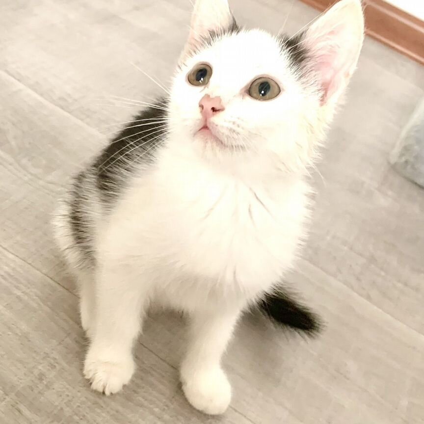 Котята девочки