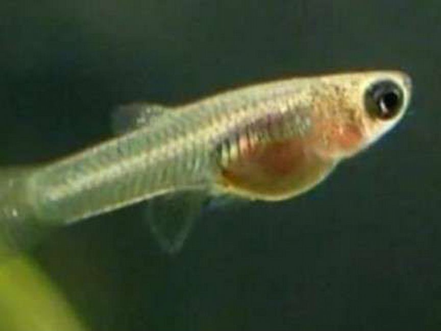 Аквариумные рыбки гуппи