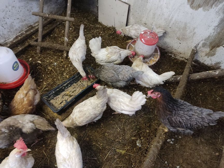 Куры несушки