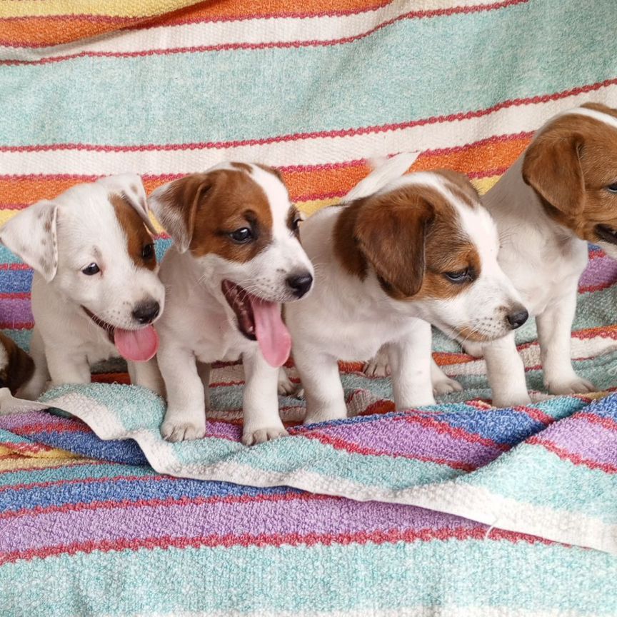 Щенки Джек Рассел терьер