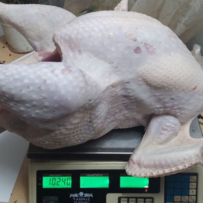 Петухи и индюки