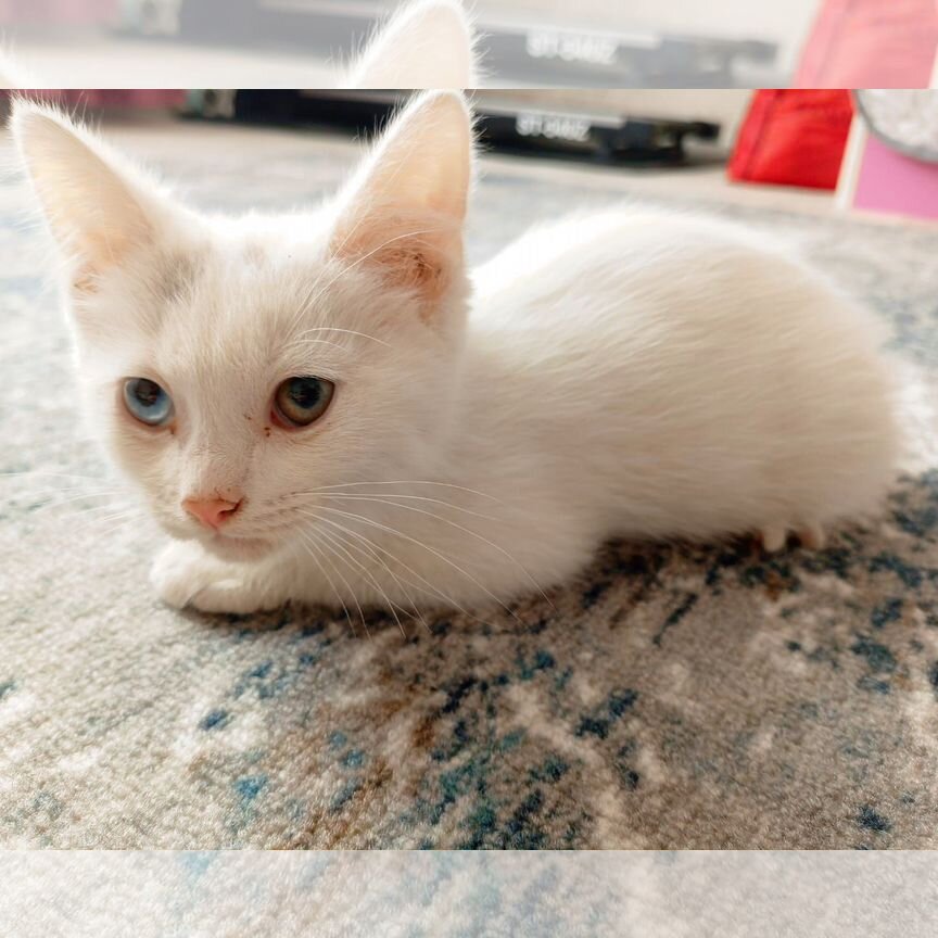Котята в добрые руки бесплатно мальчики