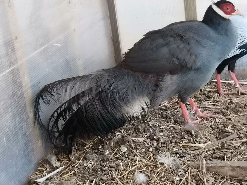 Фазан Синий ушастый самец 2 года