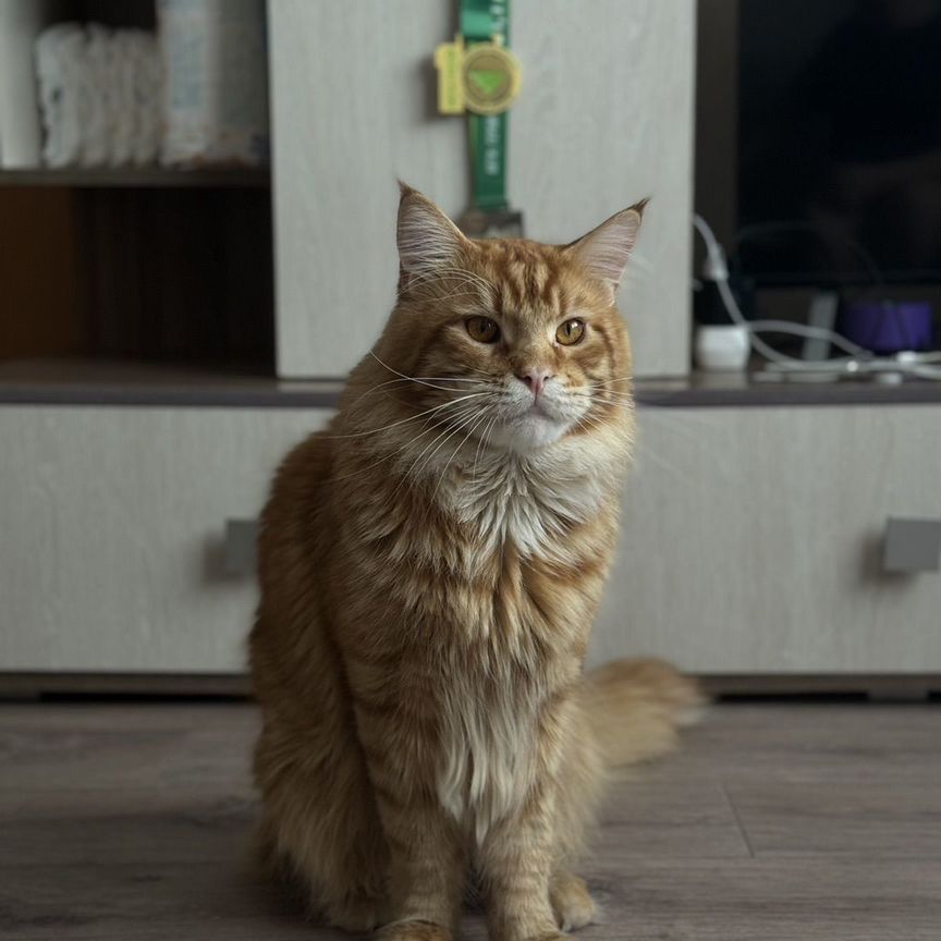 Кот Мейн-кун вязка