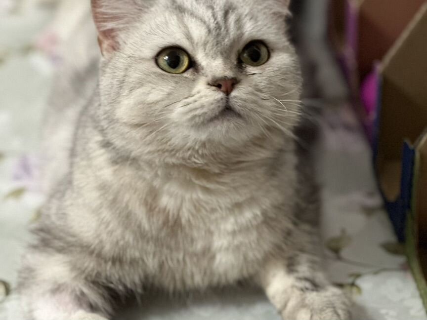 Шотландская прямоухая кошка Плюшка 1,5 года