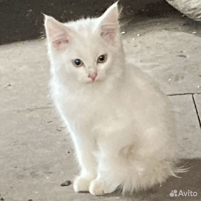 Белоснежный пушистик ищет дом
