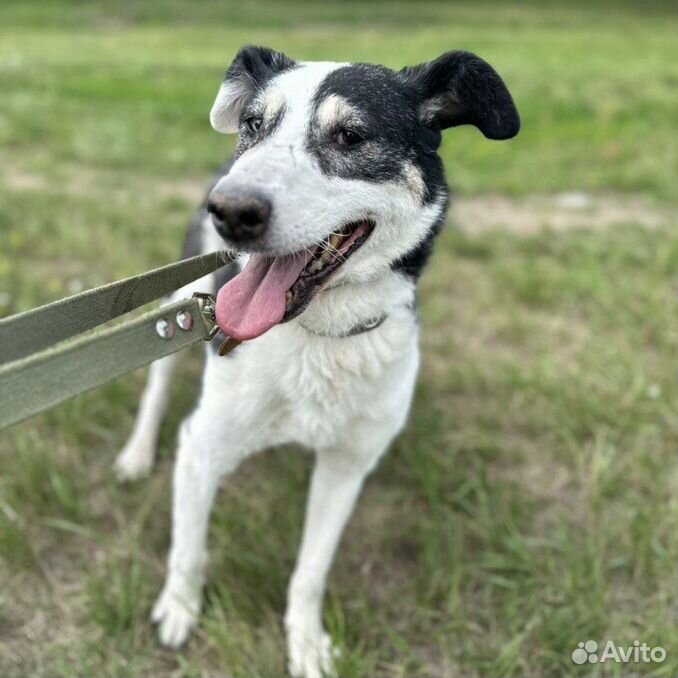 Отдам в добрые руки Нюра