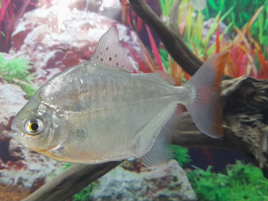 Пираньи травоядные (метиннисы)