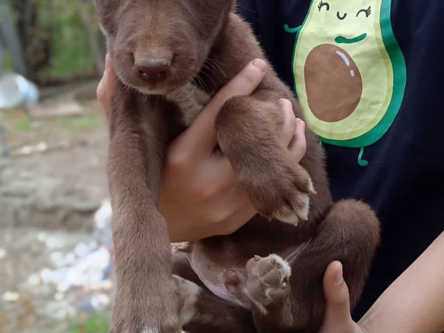 Самый удивительный щенок в добрые руки