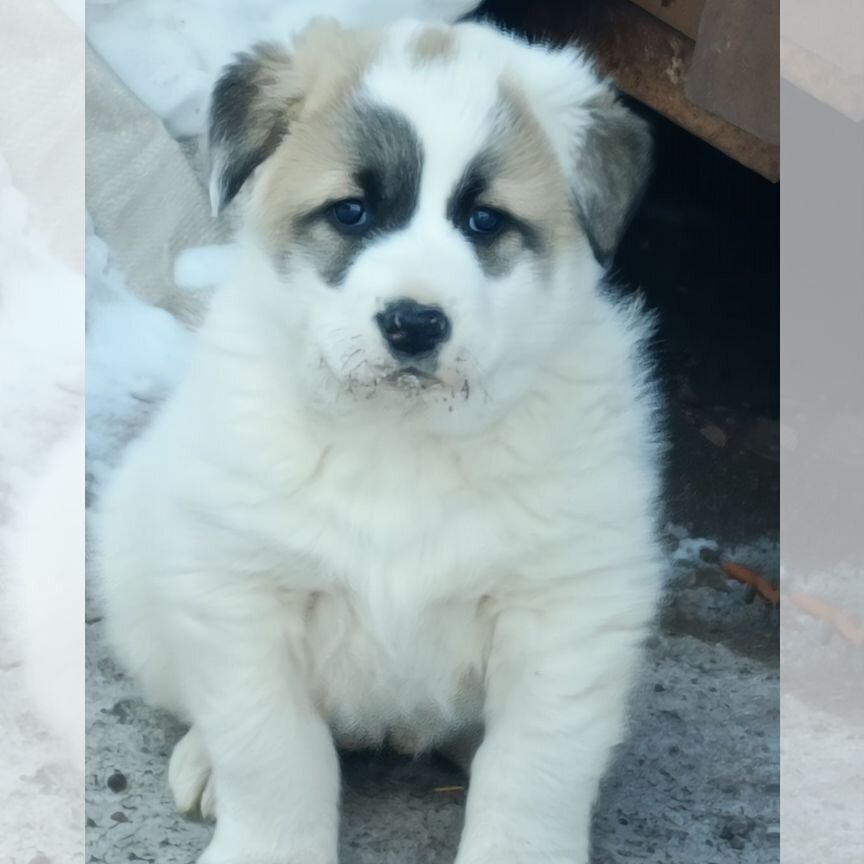 Среднеазиатская овчарка, щенок