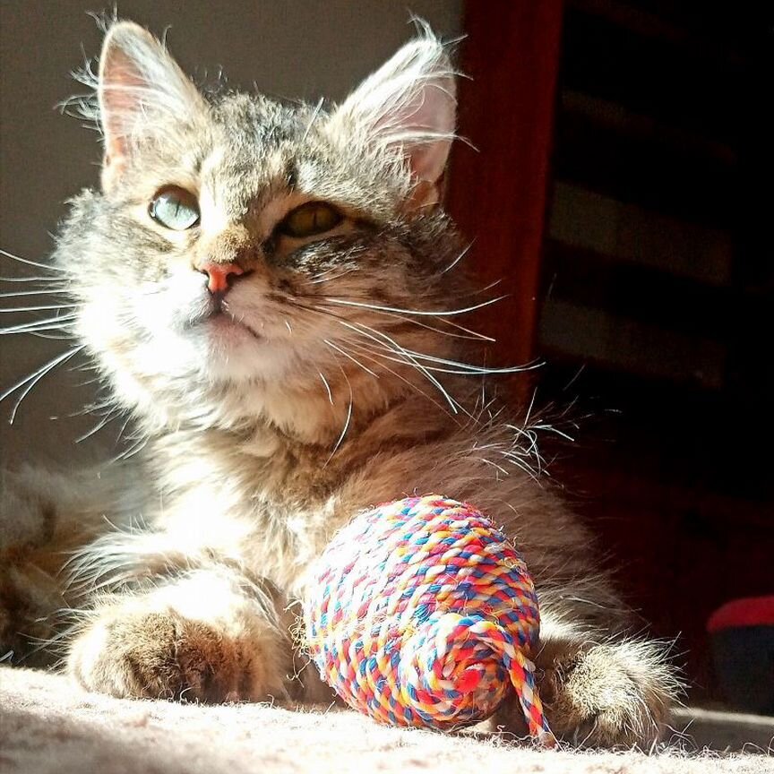 Котенок домашний