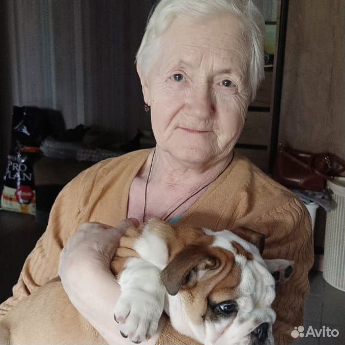 Щенок английского бульдога