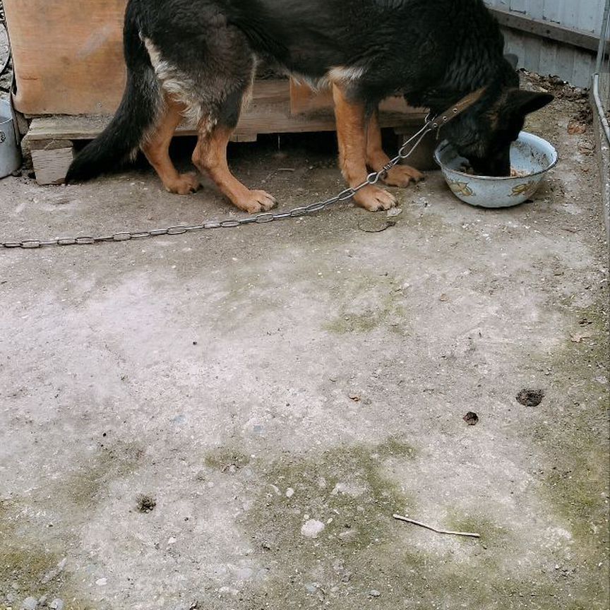 Немецкая овчарка