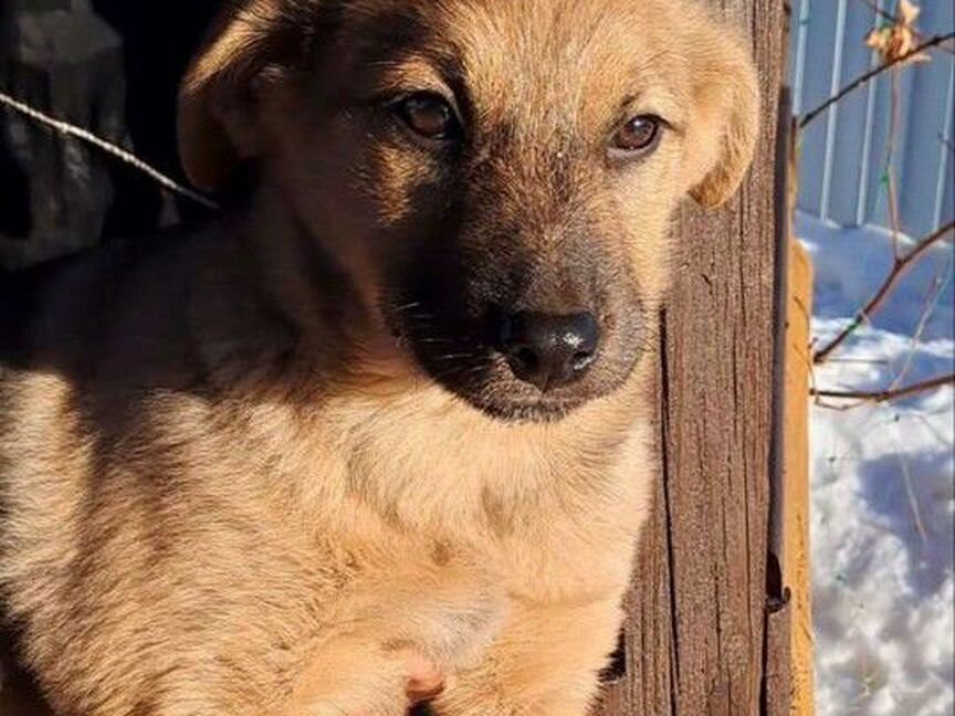 Отдам бесплатно щенка