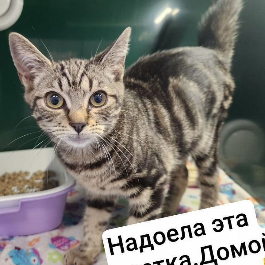 Кошечка в добрые руки