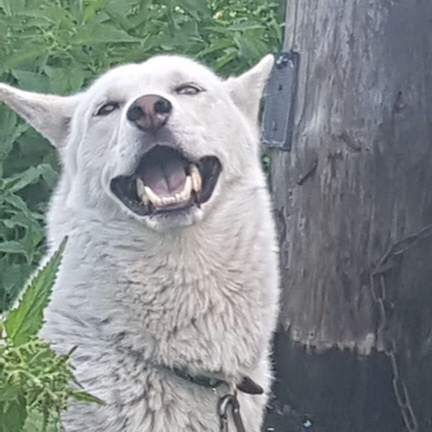 Молодой песка брошен,ищет дом
