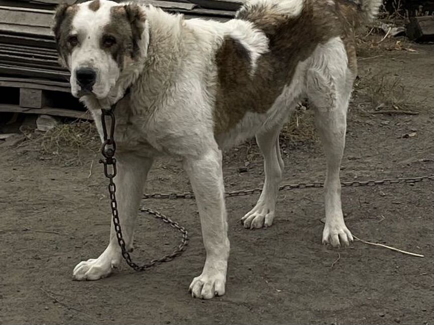 Среднеазиатская овчарка