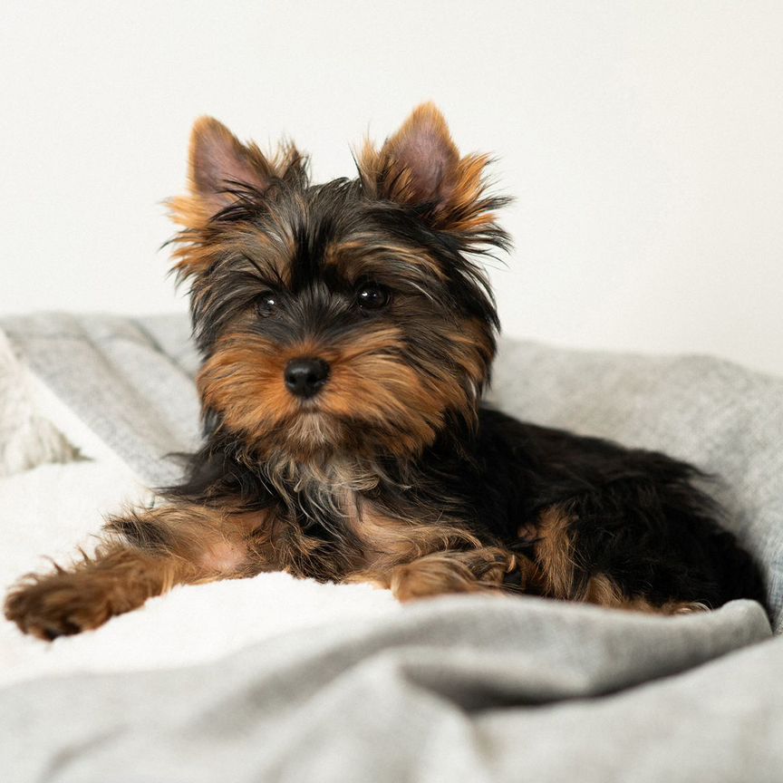 Йоркширский терьер, щенок