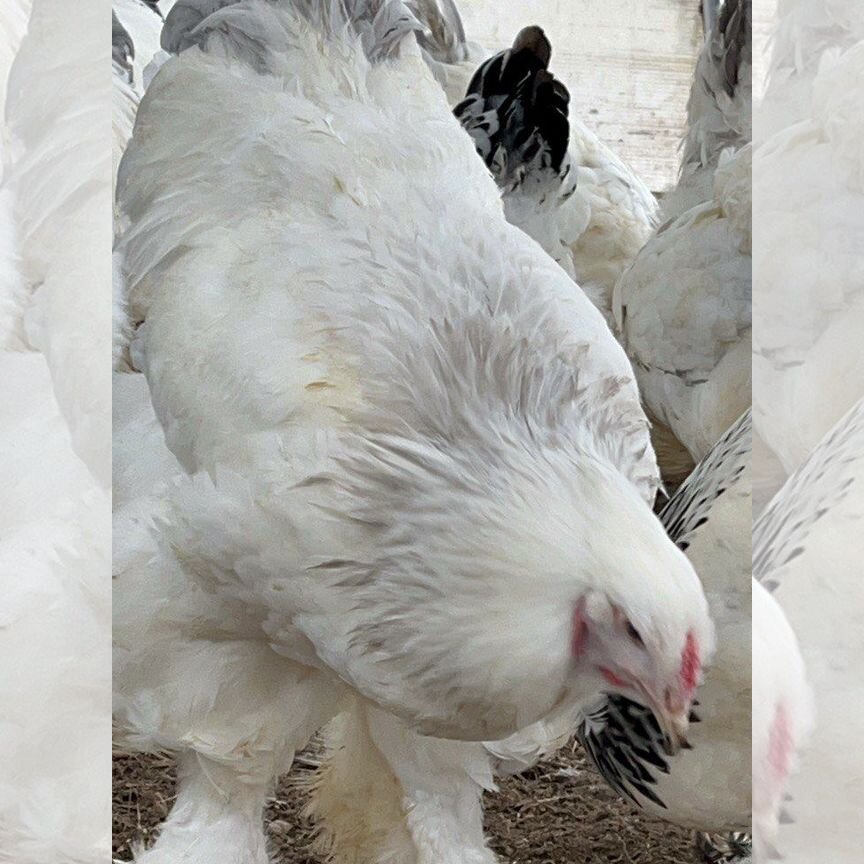 Петухи брама колумбийская