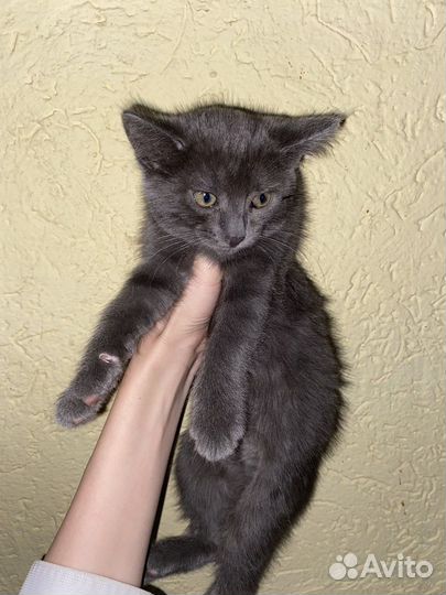 Котята домашние