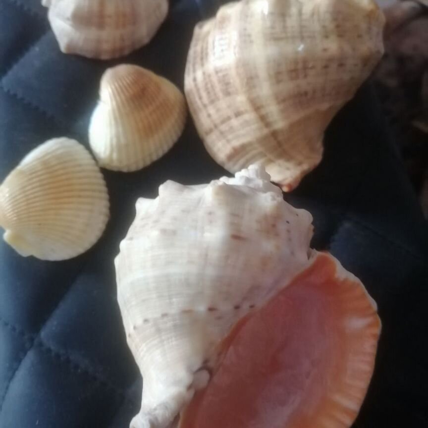 Морские ракушки