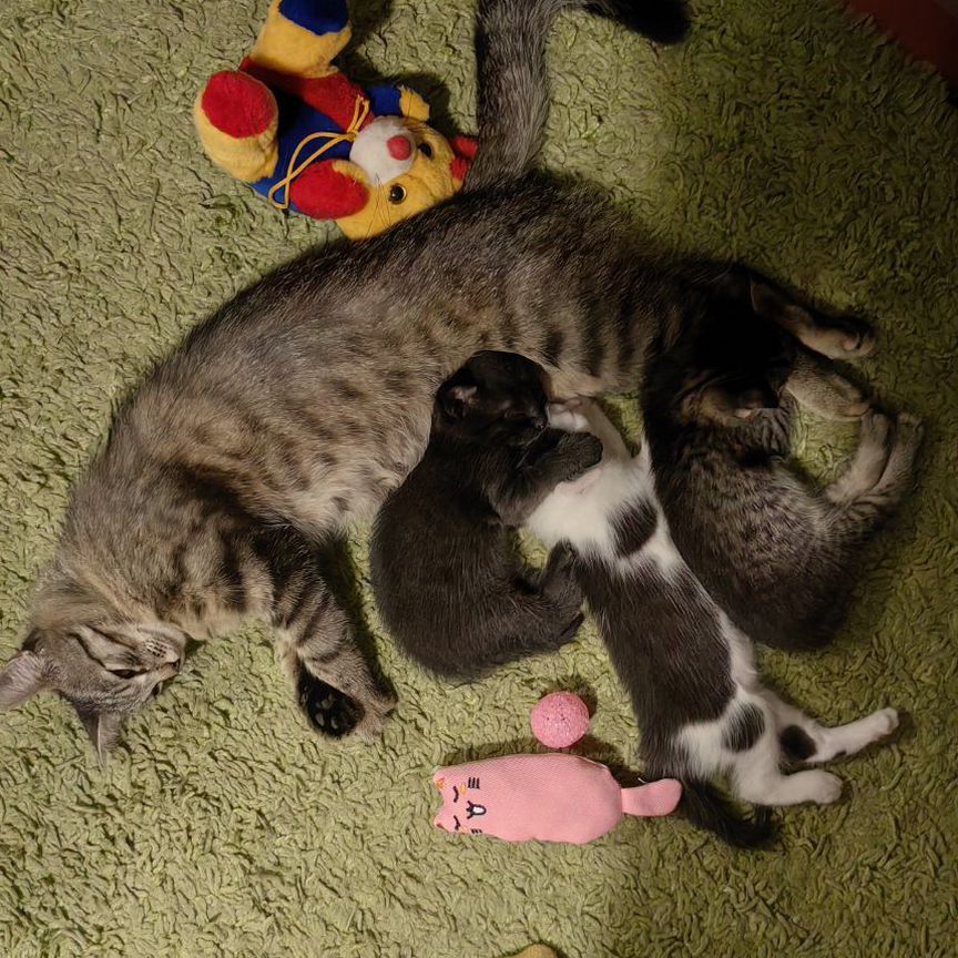 Отдам брошенных котят