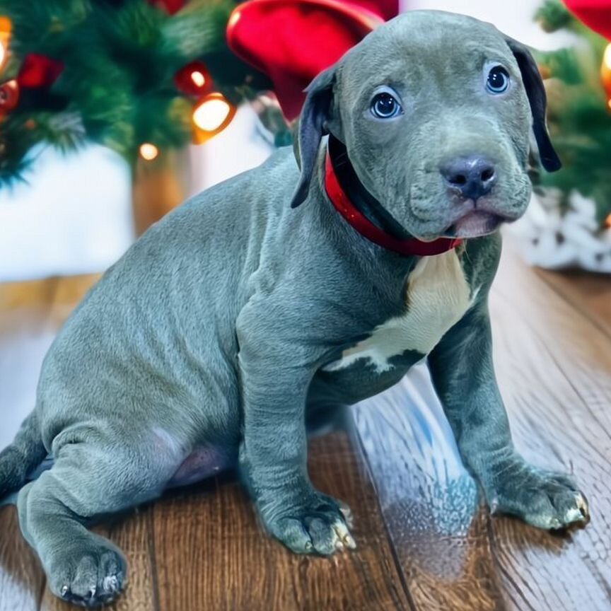 Американский булли, щенок