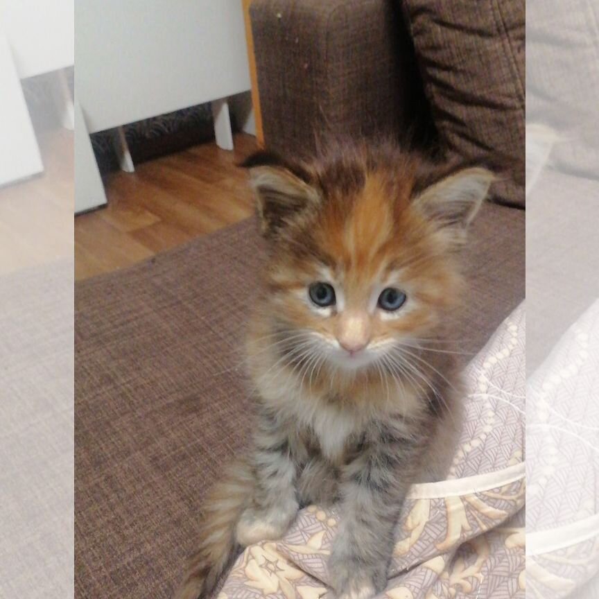 Котята мейн-кун