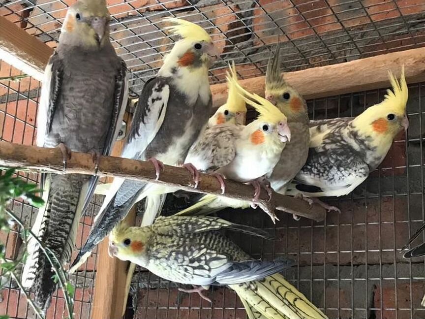 Попугай Корелла и Неразлучник