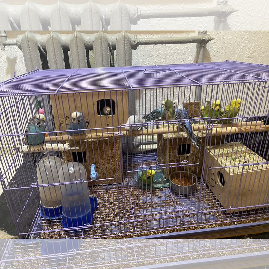 Попугай ввп чех