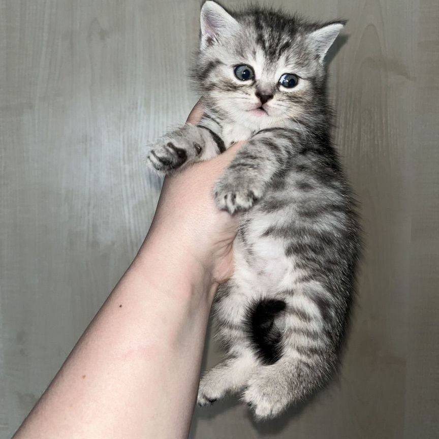 Шотландский прямоухий длинношёрстный котёнок