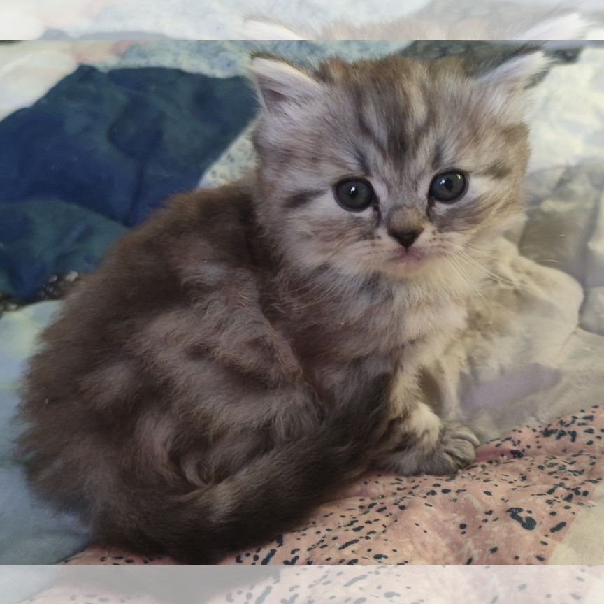 Британский длинношёрстный котёнок