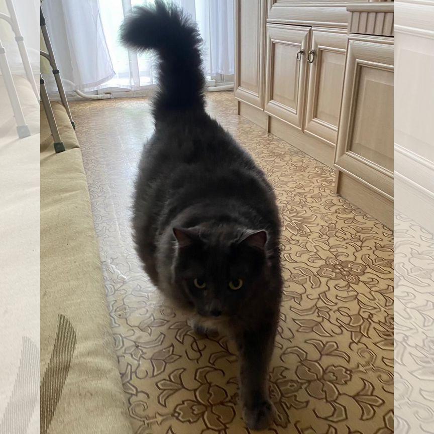Кот ищет новый дом