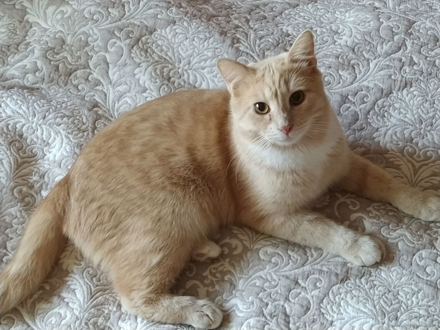 Персик.Котику 1 год