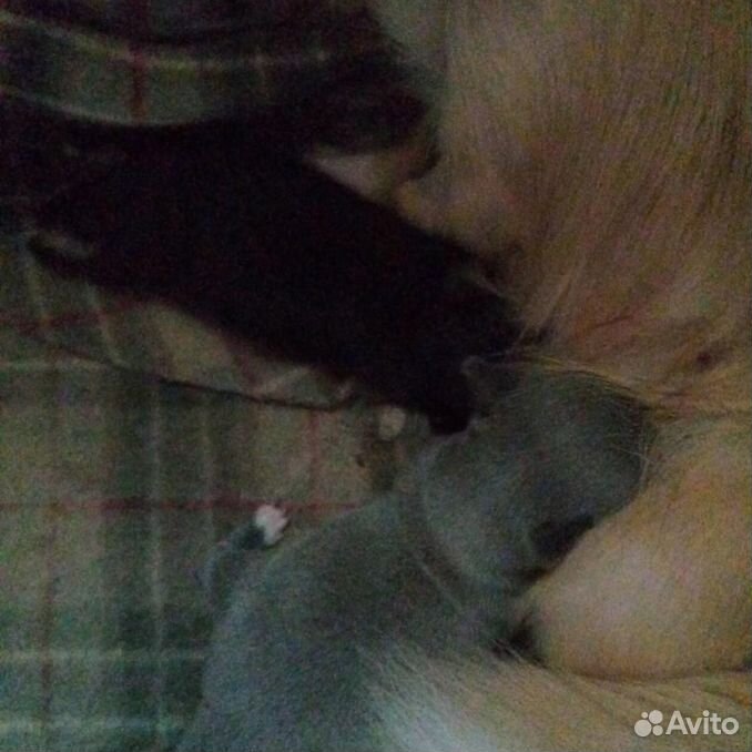 Две девочки чихо красотки