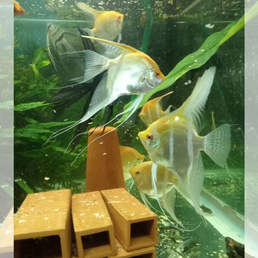 Скалярии Дантум альбино