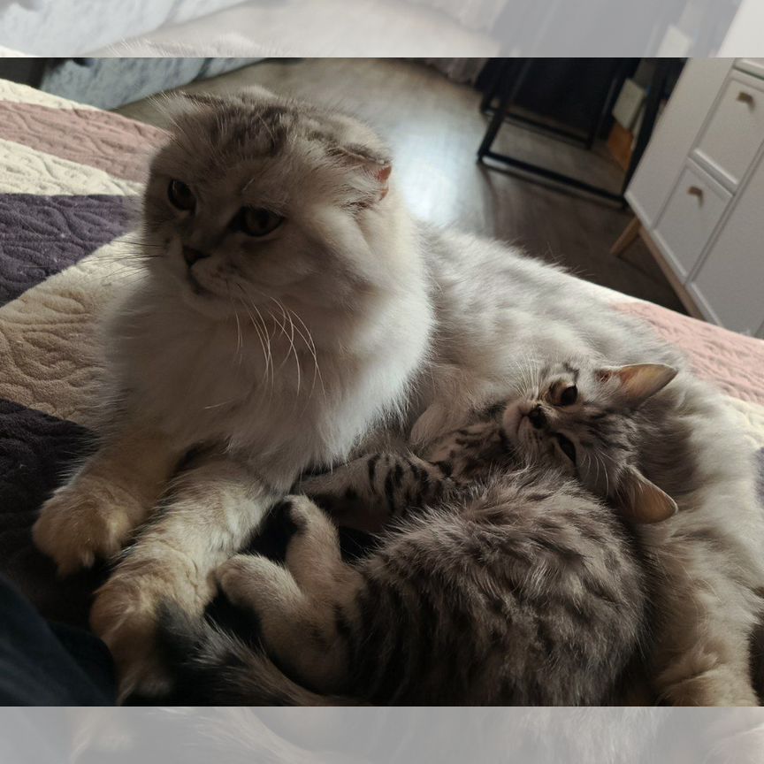 Британский длинношёрстный котёнок