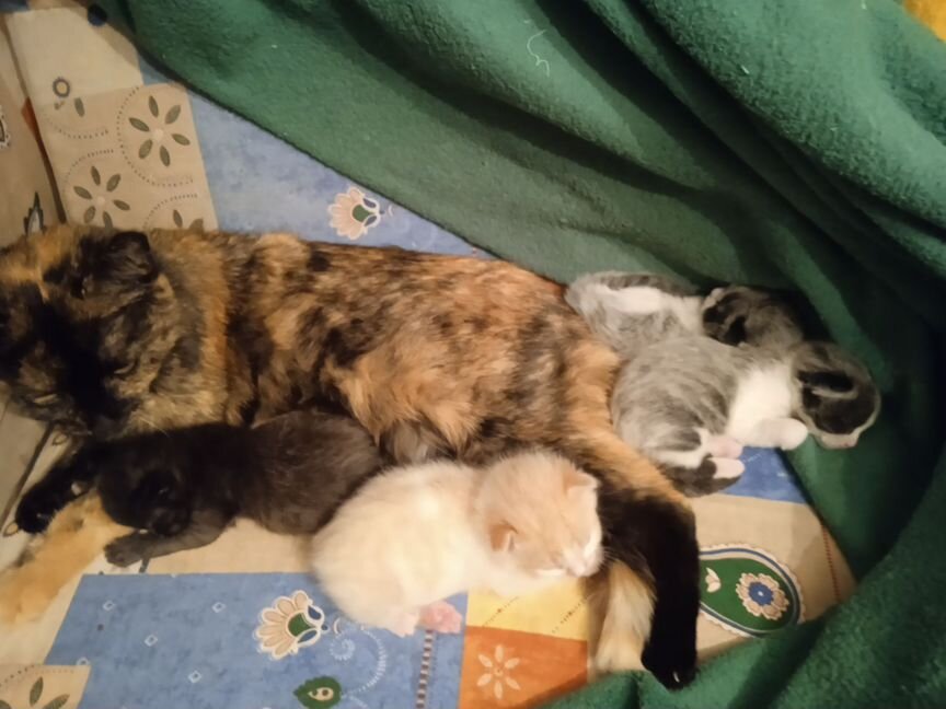 3-е котика и 1 кошечка