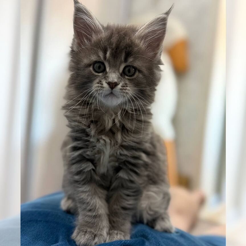 Мейн-кун котёнок