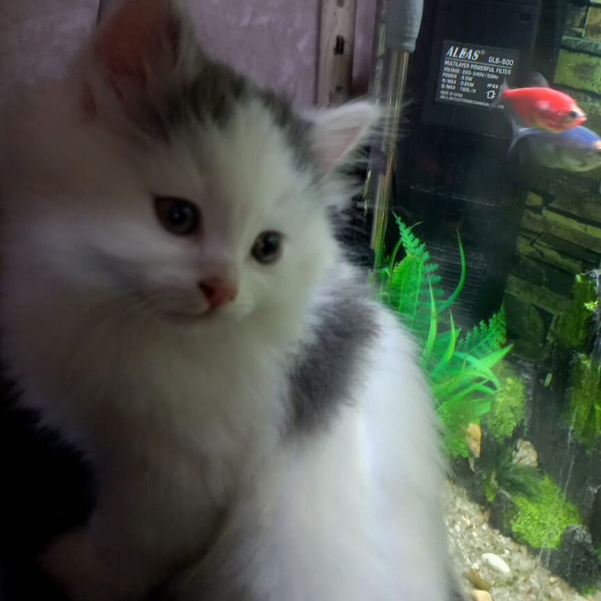 Котёнок в добрые руки