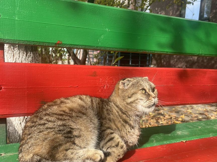 Шотландская вислоухая