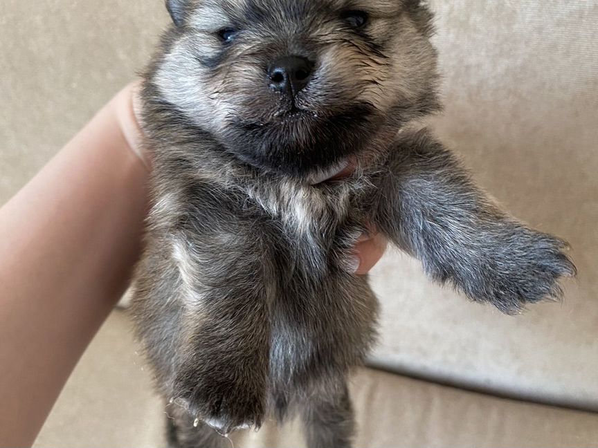 Померанский шпиц