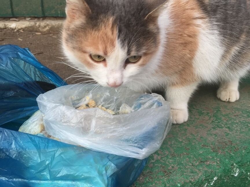 Сбитая машиной кошка