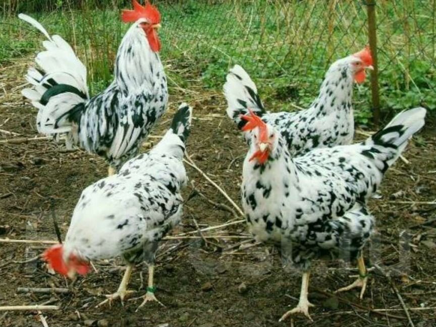 Продам инкубационное яйцо Легорн "Далматинец"
