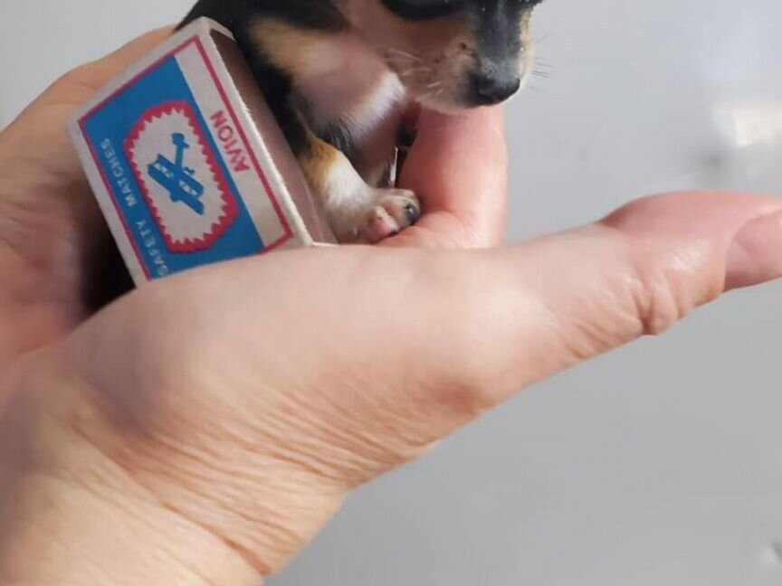 Супер мини карлик мальчишка