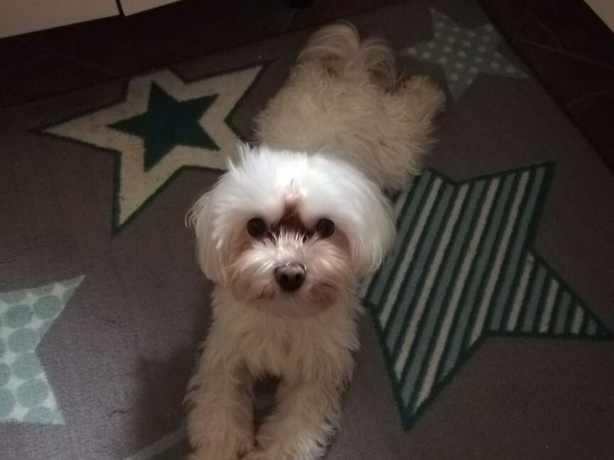 Мальтезе вязка