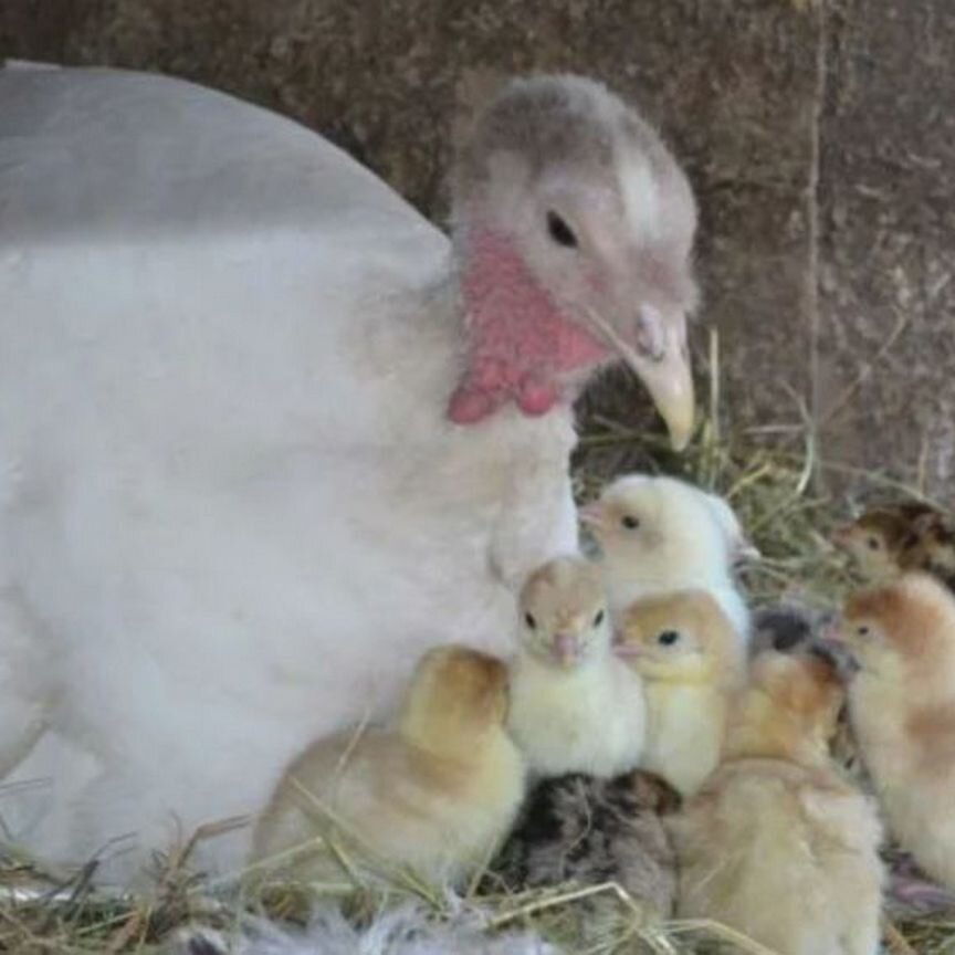 Индюшка с индюшатами