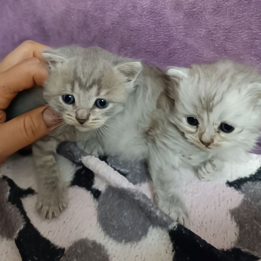 Шотландский прямоухий длинношёрстный котёнок