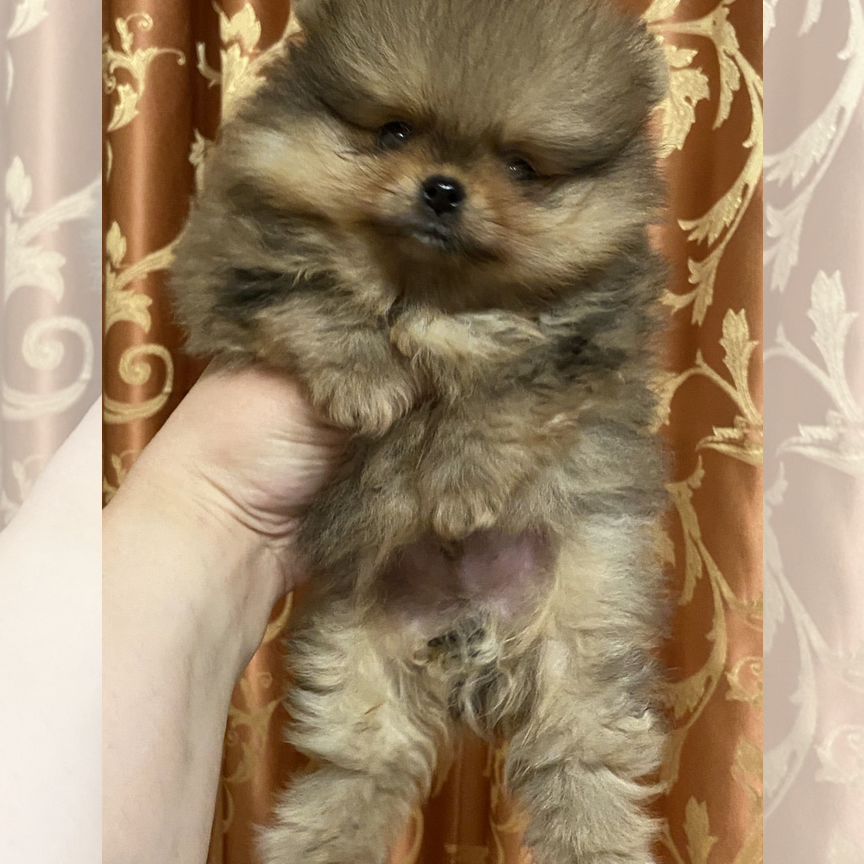 Померанский шпиц, щенок