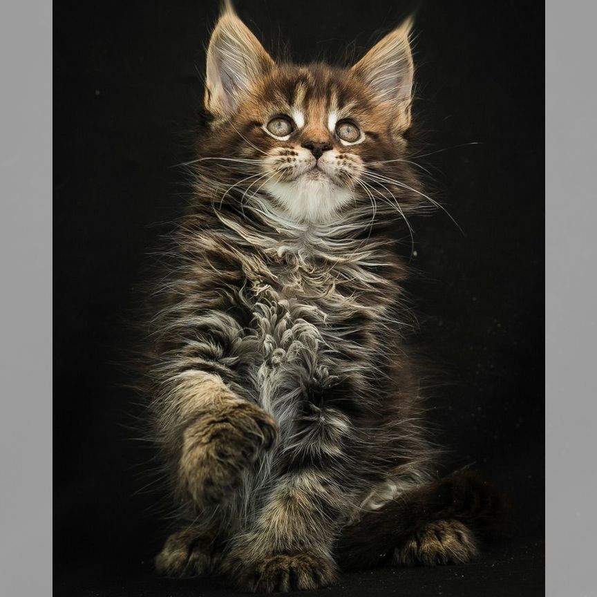 Мейн-кун котёнок